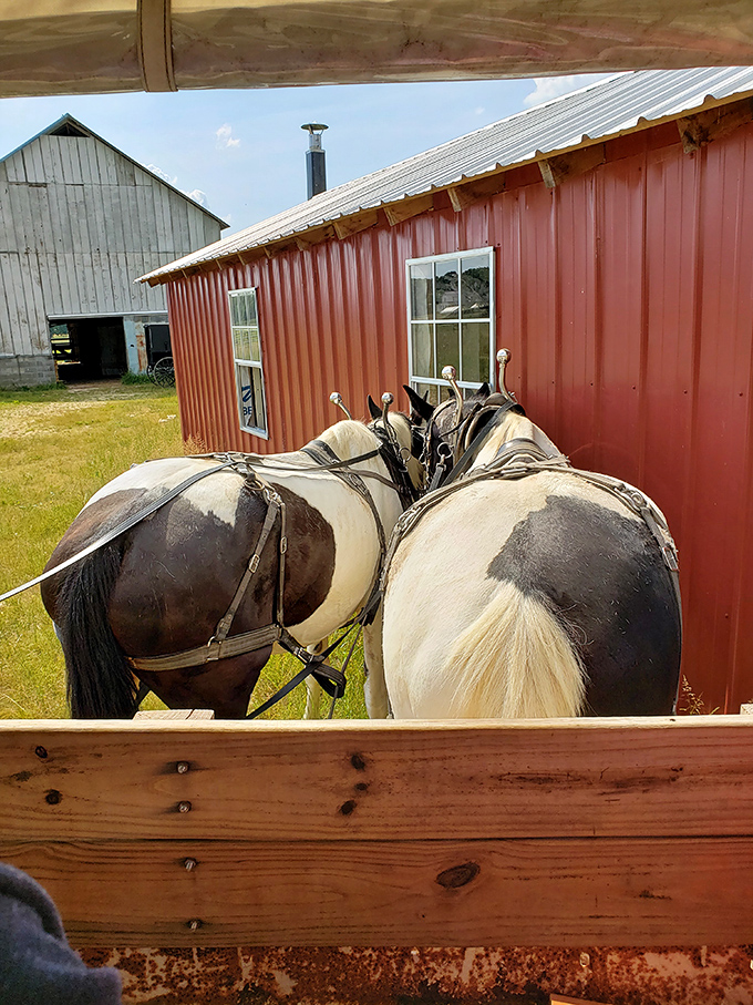 Belgian draft horses rest between tours, their harnesses as carefully maintained as grandmother's china.