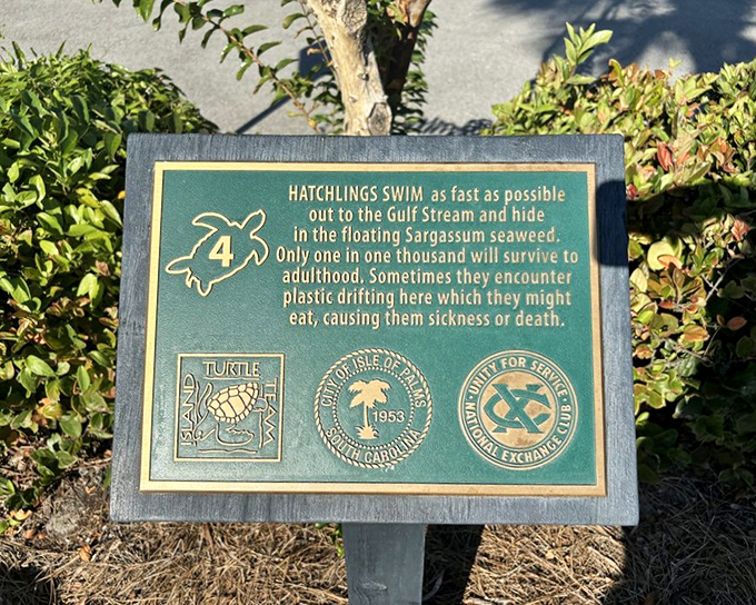 Educational signage that actually makes you stop and read. Sea turtle hatchlings face thousand-to-one odds&mdash;suddenly my morning commute doesn't seem so challenging.