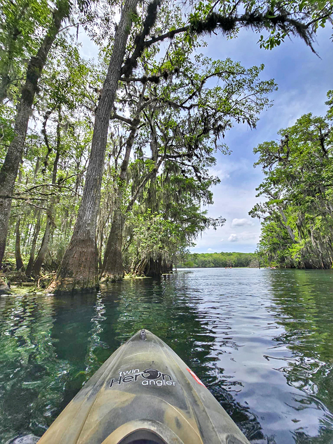 Paddling through cypress cathedrals feels like time travel to prehistoric Florida. The kayak's-eye view reveals a world most visitors never see.