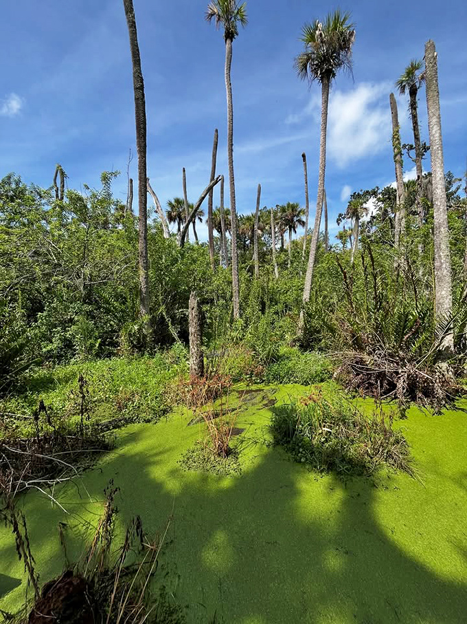 Mother Nature's Florida living room: duckweed-covered waters, towering palms, and that unmistakable wild feeling that reminds you this is still dinosaur country.