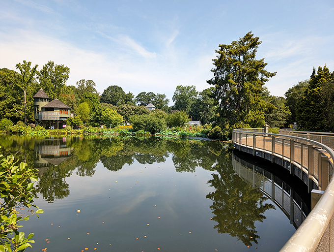Nature's boardwalk invites exploration while reflecting the surrounding greenery. This curved path promises discoveries around every bend.