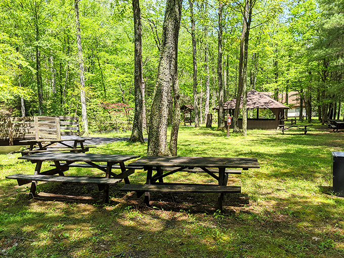 Picnic tables scattered beneath towering trees offer the kind of dining ambiance no five-star restaurant could ever replicate. Reservations not required.