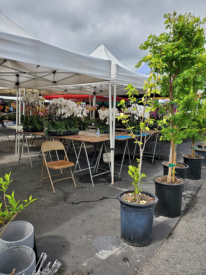 Nature's nursery amid concrete chaos. These potted plants and delicate orchids bring a touch of serenity to the bustling market atmosphere.
