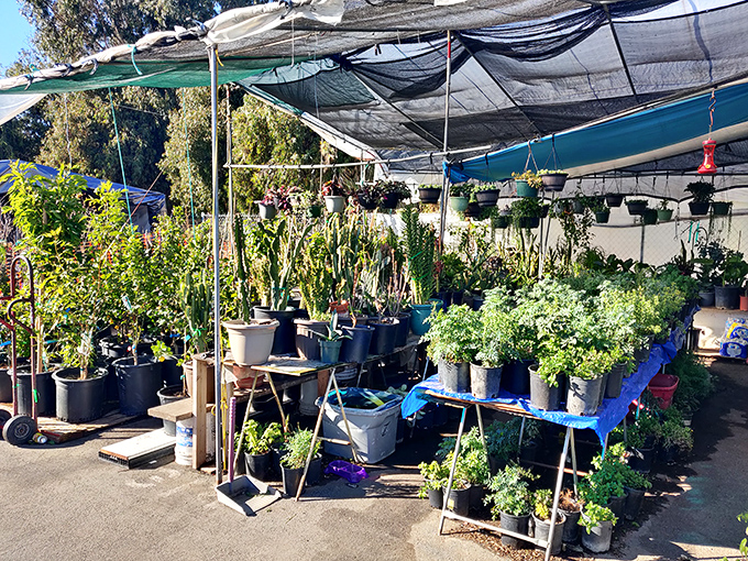 Green thumbs rejoice! This plant paradise offers everything from starter succulents to statement greenery for your home jungle aspirations.