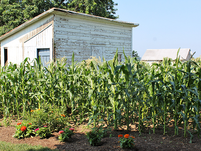 Corn stalks reach skyward beside weathered white outbuildings, a living testament to generations of agricultural wisdom.