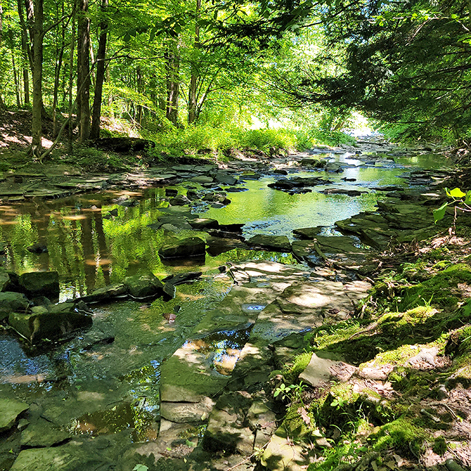 A woodland stream meanders through moss-covered stones, creating nature's version of a meditation app. No subscription required.