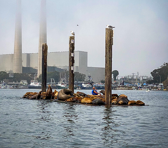 Sea lions lounging like they're at a five-star resort. These blubbery celebrities know prime waterfront real estate when they see it!