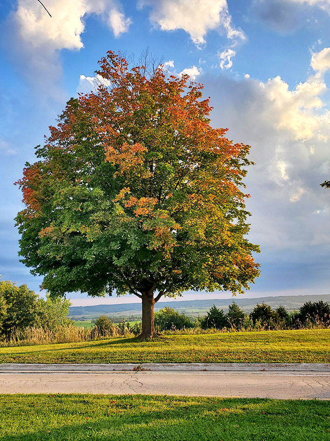 Fall fashion at its finest—this maple dressed in autumn couture proves Illinois can strut seasonal runway looks worthy of New England's jealousy.