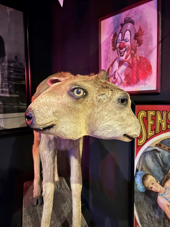 Nature's rare genetic anomaly preserved for posterity&mdash;this two-headed specimen stares back with twice the judgment while a vintage circus poster looms ominously in the background.