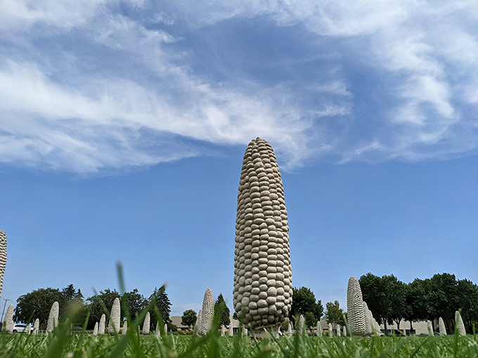 Looking up at these towering cobs makes you feel delightfully small, like you've stumbled into a giant's abandoned lunch.