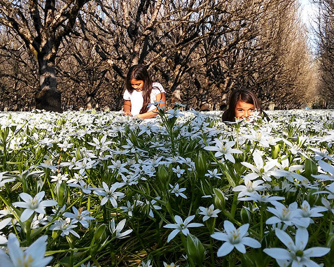 Spring transforms the orchards into a sea of white blossoms, nature's version of confetti celebrating winter's end.