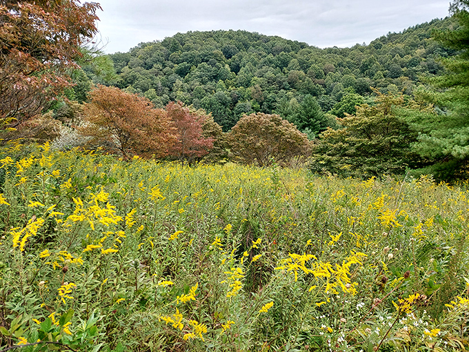 Mother Nature's wildflower garden doesn't need Pinterest for inspiration &ndash; just sunshine, rain, and the perfect mountain backdrop.