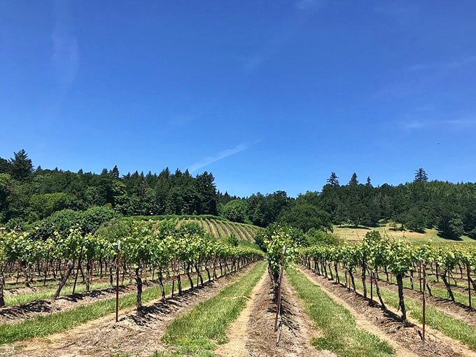 Perfect vineyard rows create geometric poetry across rolling hills under Oregon's famous dramatic skies.