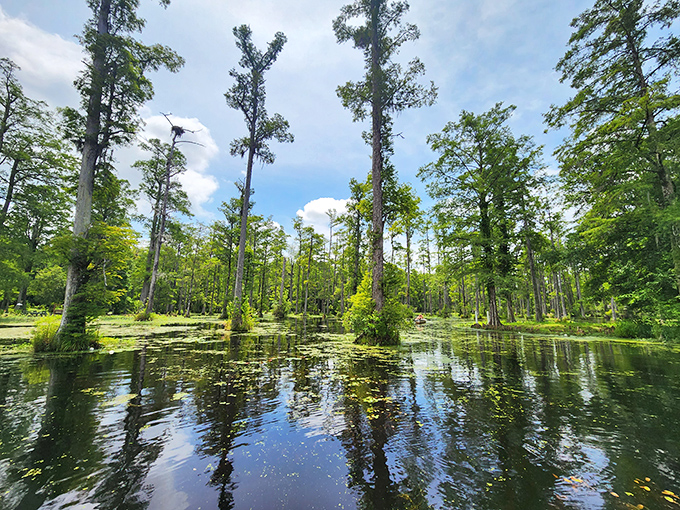 Mirror, mirror in the swamp! Cypress Gardens serves up reflections so perfect, even narcissistic celebrities would be impressed.