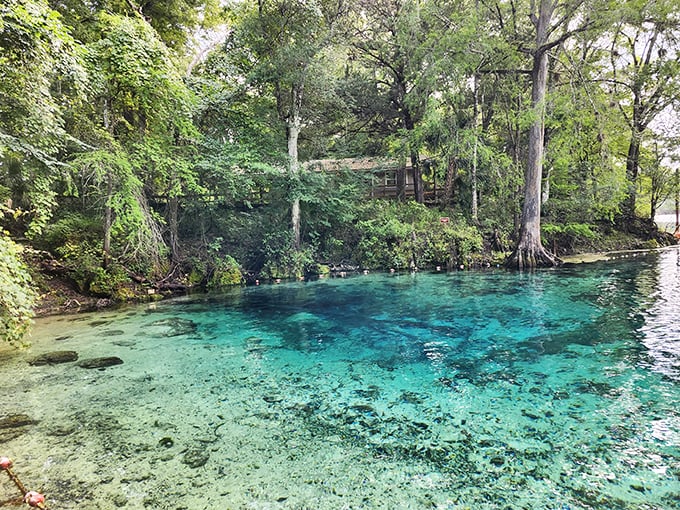 "Cypress knees and crystal waters! Fanning Springs looks like Mother Nature's attempt at creating the world's most perfect swimming hole."