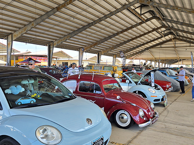 Classic cars gleaming in the Texas sunshine. Traders Village San Antonio hosts gatherings that make car enthusiasts weak in the knees.