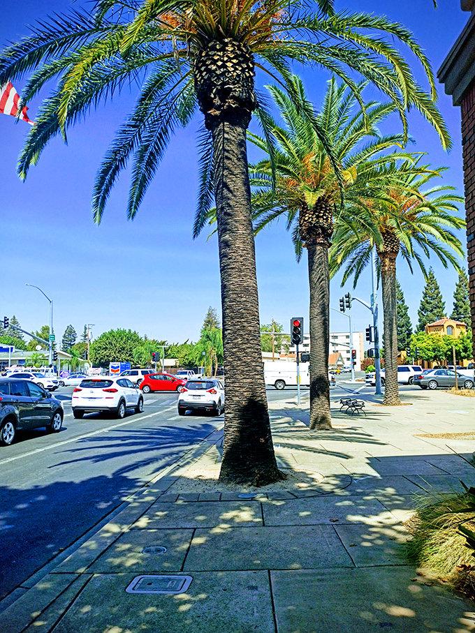Wide streets and palm trees create that quintessential Yuba City atmosphere locals cherish.