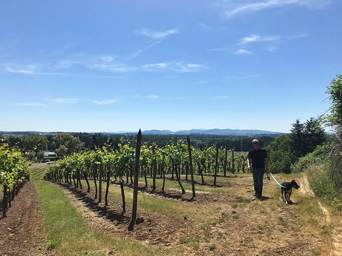 Man's best friend joins the vineyard stroll, proving wine country welcomes the whole family.