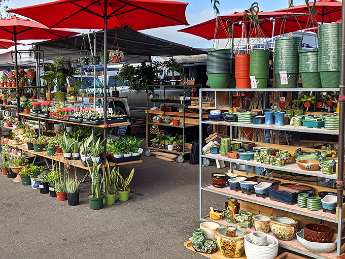 Under bright umbrellas, rows of plants and pottery turn shopping into a treasure hunt with a smile.