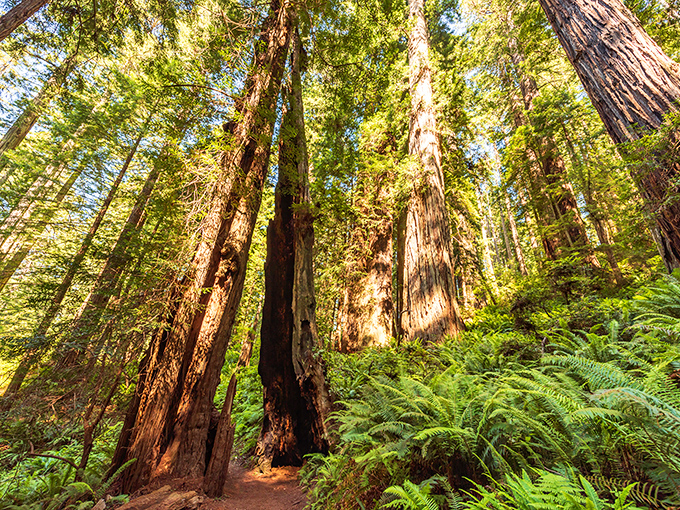 Towering redwoods create a natural cathedral ceiling above a trail that beckons adventurers into a world older than most civilizations.