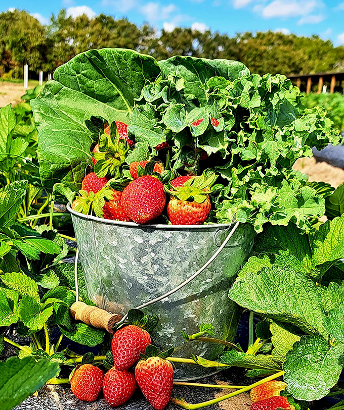 Farm-to-bucket doesn't get fresher than this! Altoona's U-Pick strawberries make supermarket berries taste like distant, pale cousins.