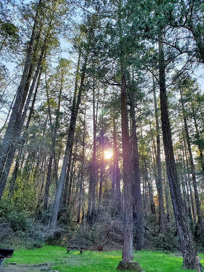 Sunlight filters through towering trees, creating nature's own cathedral. Bothe-Napa Valley State Park offers a cool respite from wine tasting adventures.