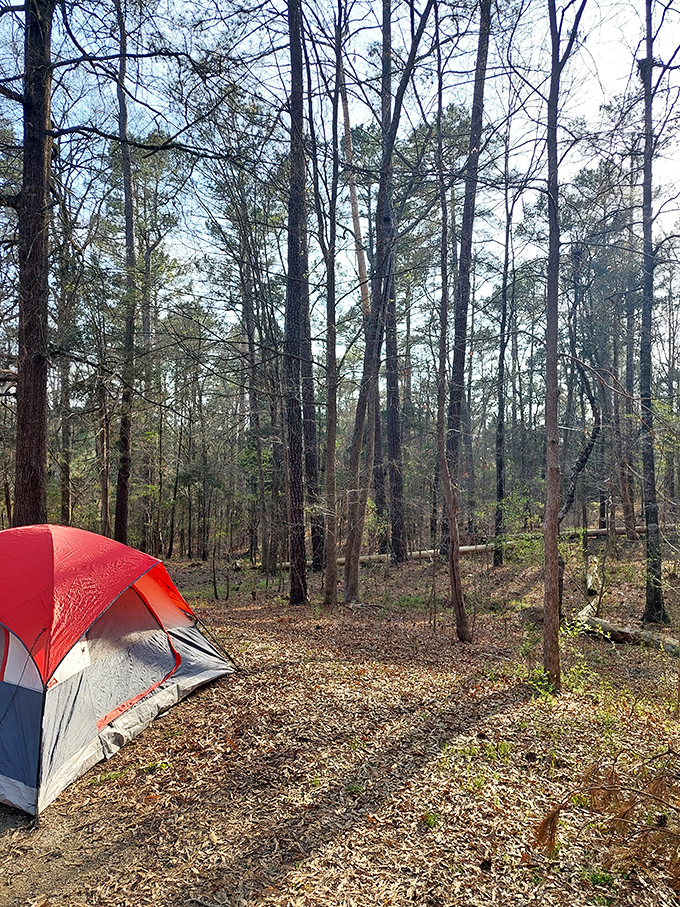 Home sweet wilderness. A bright red tent creates the perfect contrast against the earthy pine forest floor&mdash;nature's five-star accommodations without the turndown service.