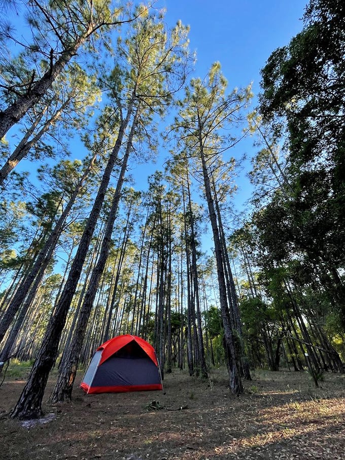Towering pines create nature's cathedral ceiling above a humble tent, proving that Florida's most spectacular rooms don't require resort fees or bellhops.