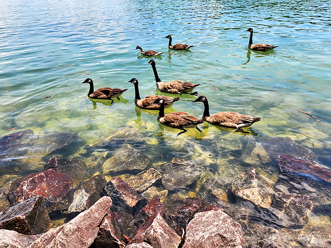 The welcoming committee: These Canada geese clearly didn't get the memo about the "devil" in Devils Fork &ndash; they're giving serious resort greeter vibes.