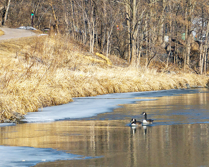 These Canadian geese didn't get the "fly south" memo, instead choosing to enjoy Baraboo's partially frozen waterways like locals at their favorite swimming hole.
