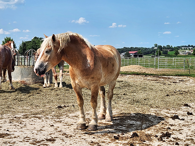 This draft horse isn't posing for Instagram &ndash; he's just enjoying a workday break, blissfully unaware that his magnificent mane would make any salon customer envious.