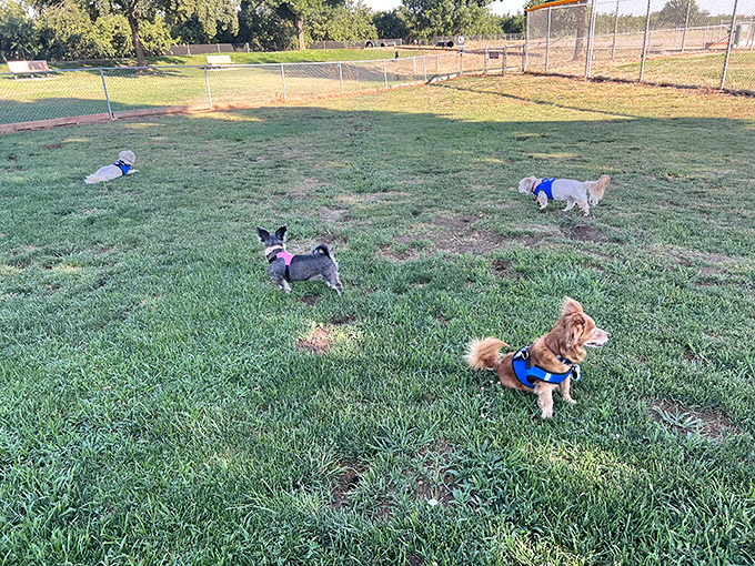 The local dog park: where pups make friends faster than their owners and nobody judges your throwing technique.