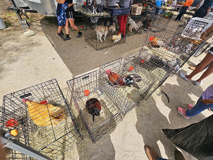 A menagerie of feathered entrepreneurs awaits new homes, as roosters and hens hold court in their wire accommodations like tiny apartment dwellers.