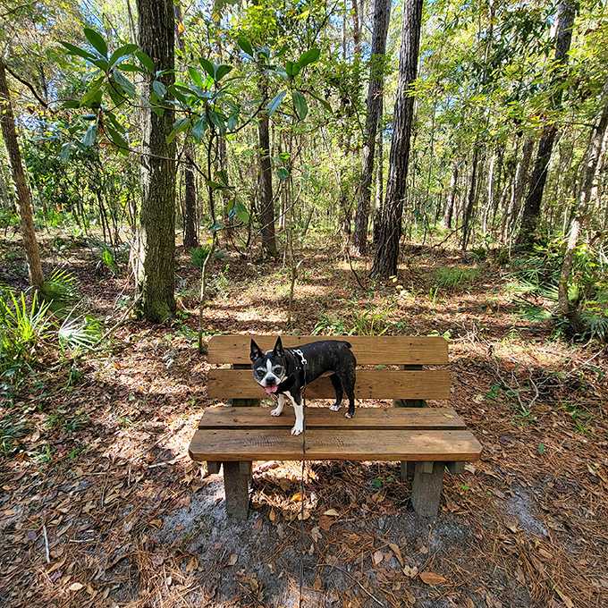 Even four-legged explorers appreciate the park's natural beauty. This bench offers a perfect rest stop for humans while pups contemplate squirrel chasing opportunities.