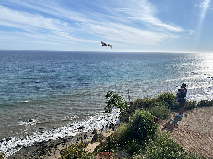 Where seabirds and humans share the same breathtaking vista. This lookout spot offers the kind of panorama that makes smartphone cameras feel woefully inadequate.