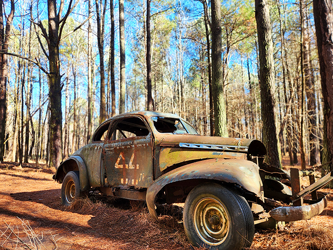 This vintage beauty sits in the woods like a forgotten movie star waiting for her comeback.