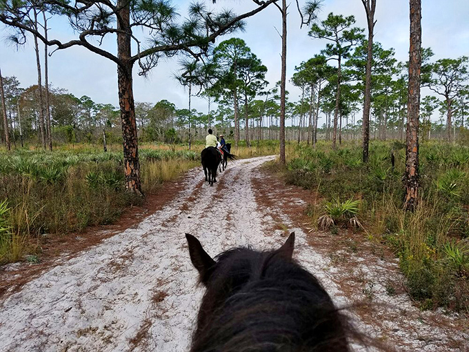 Horseback riding through pine flatwoods – where "horsepower" takes on its original meaning and cell service thankfully disappears.
