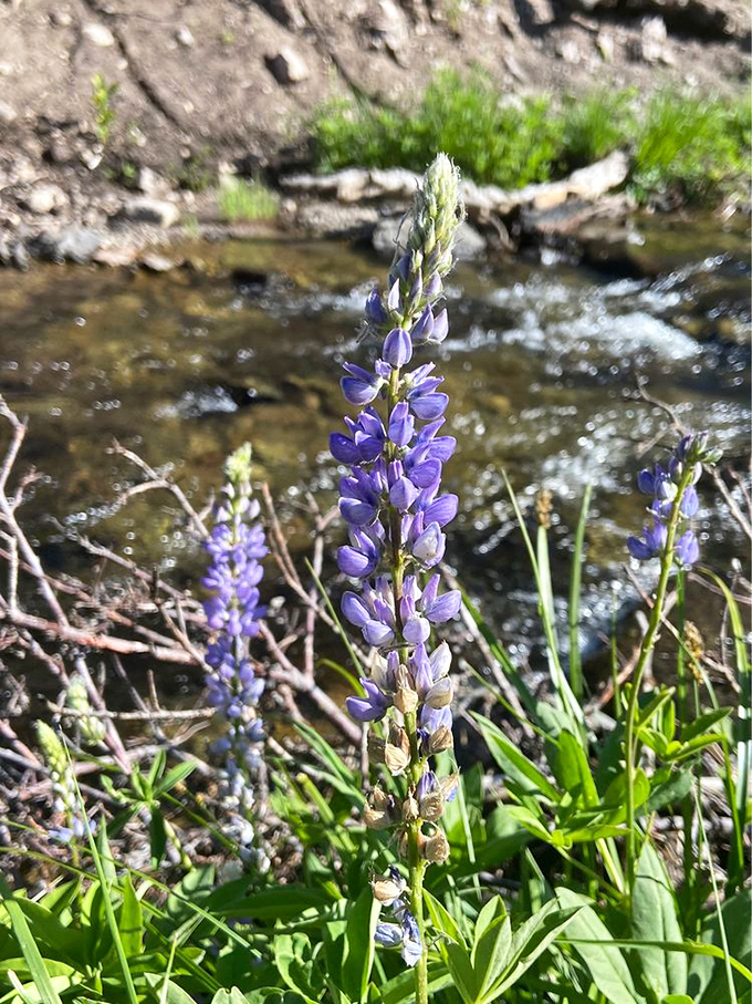 Purple lupines stand guard along Kings Creek, nature's version of a welcoming committee with better fashion sense than most humans.