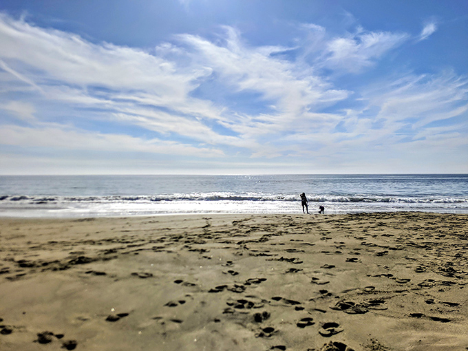 Where the Pacific meets pristine shoreline. Limantour Beach stretches for miles, offering solitude that's increasingly rare in our crowded world.