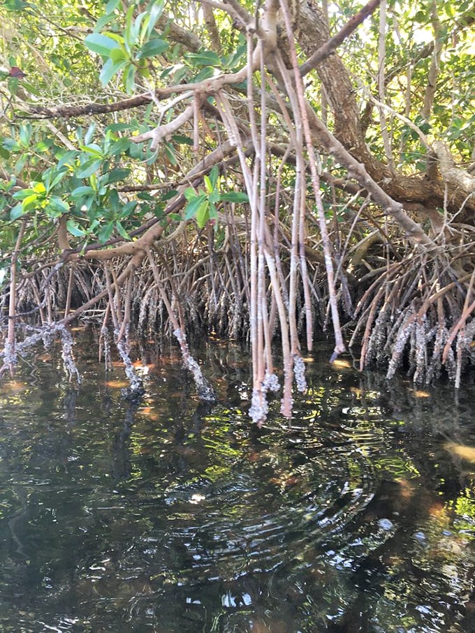 Mangrove roots create nature's most impressive plumbing system, filtering water while providing luxury condos for countless marine creatures below.