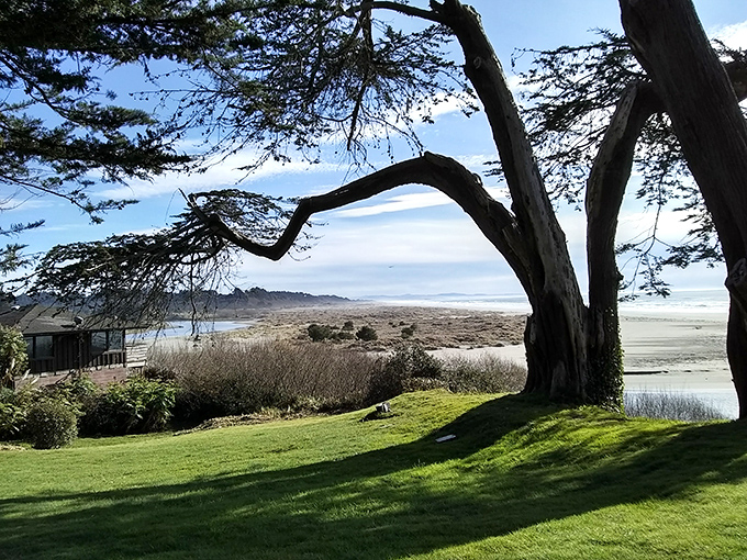 Nature's frame shop at work. That twisted cypress tree has spent decades perfecting its pose, creating the ultimate California coastal portrait.