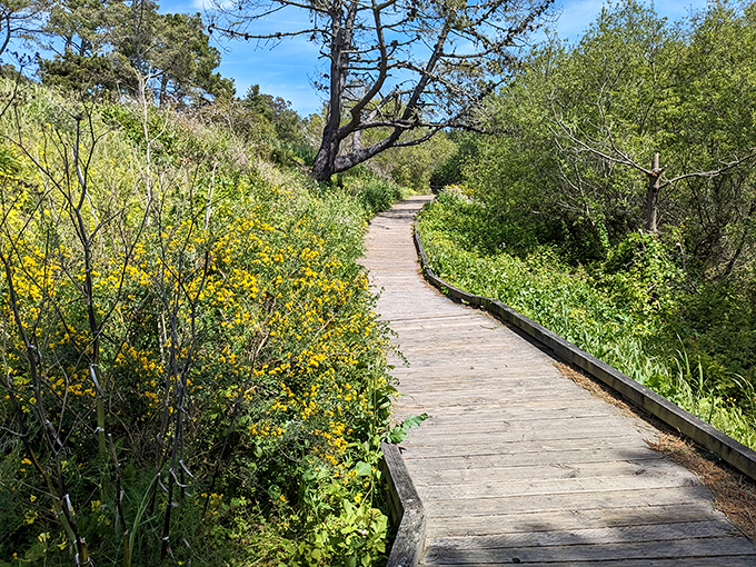 Nature's own botanical garden lines this wooden pathway, where wildflowers compete for attention with the ocean views beyond.
