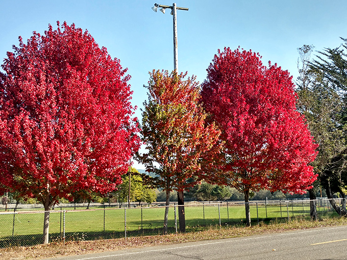 Newburg Park's autumn colors put on a show that beats anything you'll find on cable television these days.