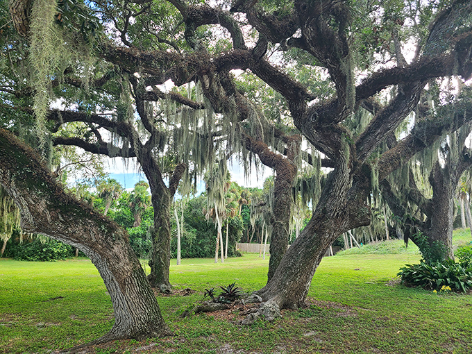Spanish moss drapes these ancient oaks like nature's own interior decorator, creating living sculptures that whisper tales of Old Florida.