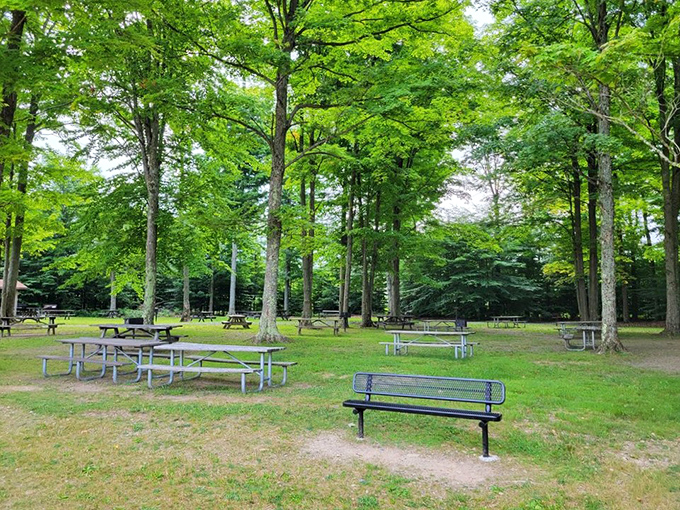 Forest sanctuary for weary travelers. Picnic tables nestled under a canopy of towering trees offer the perfect spot for a post-adventure sandwich.