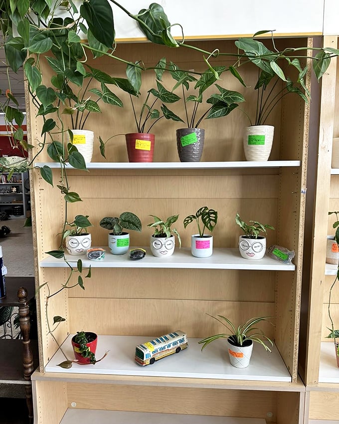 These aren't just houseplants&mdash;they're potential family members with personality. Those face planters are practically auditioning to join your windowsill ensemble.