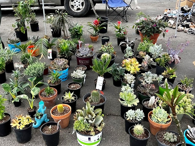 A miniature jungle of succulents, cacti, and houseplants that promises even the most notorious plant-killers a second chance at green-thumb glory.