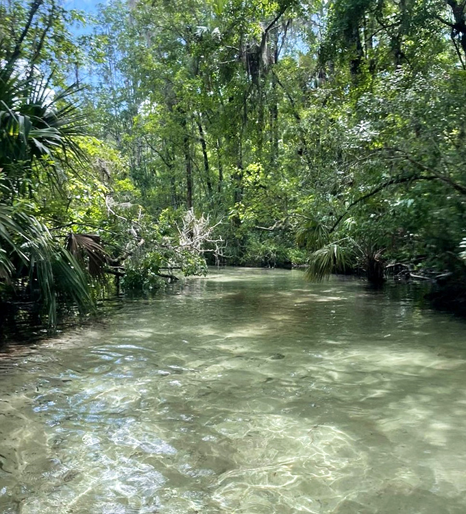Nature's artwork on display: the crystal-clear waters of Rainbow Springs flow through a corridor of cypress and palm, creating Florida's version of a natural lazy river.