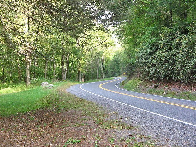 Nature's embrace along a perfect curve. The road whispers, "Slow down, the destination isn't going anywhere."