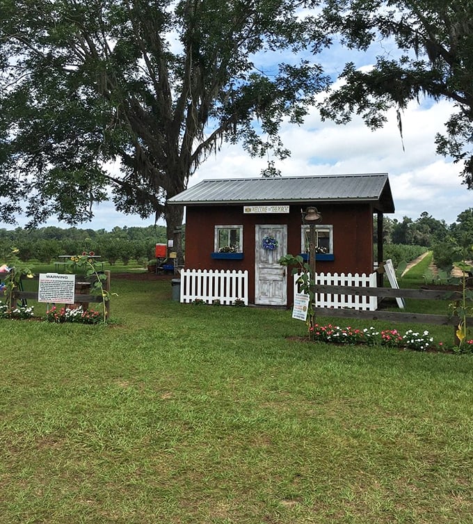 Country charm doesn't get more authentic than this little farm stand. Under the watchful gaze of ancient live oaks, rural entrepreneurship blooms alongside the flowers.